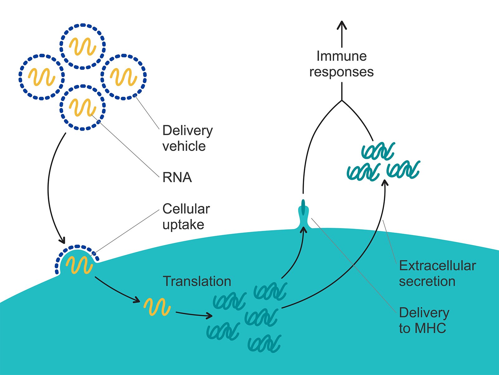 Research on Lipid nanoparticles and biointerface processes using Surface analytical tools
